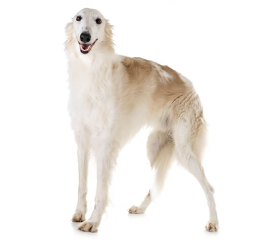 Informácie o plemene barzoj | Purina SK