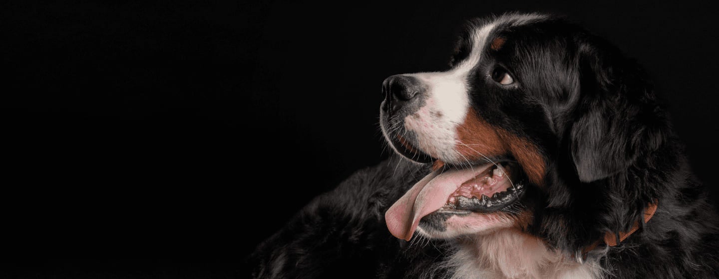 Citlivé trávenie u psov | Krmivo pre citlivé trávenie | Purina®