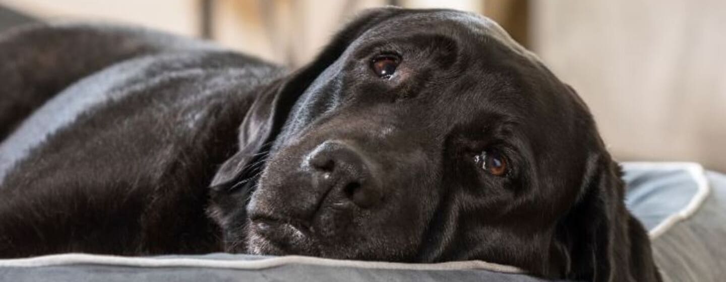 Ako sa starať o staršieho psa? | Purina