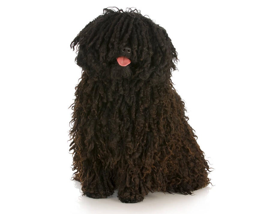 Informácie o plemene psa puli | Purina SK