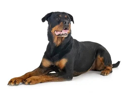 Rotvajler | Purina SK