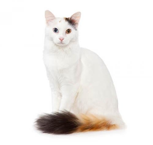Turecká van mačka | Informácie o plemene | Purina® | Purina